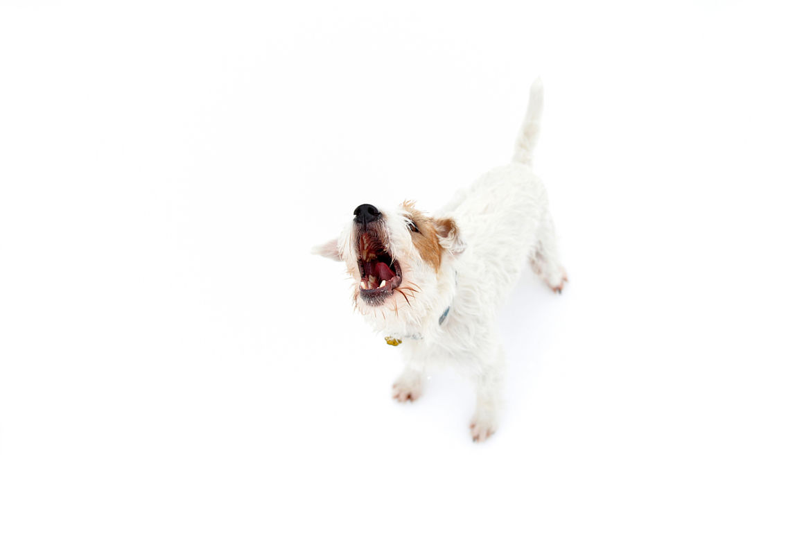 Comment empêcher mon chien d’aboyer quand il est seul | Advance Affinity