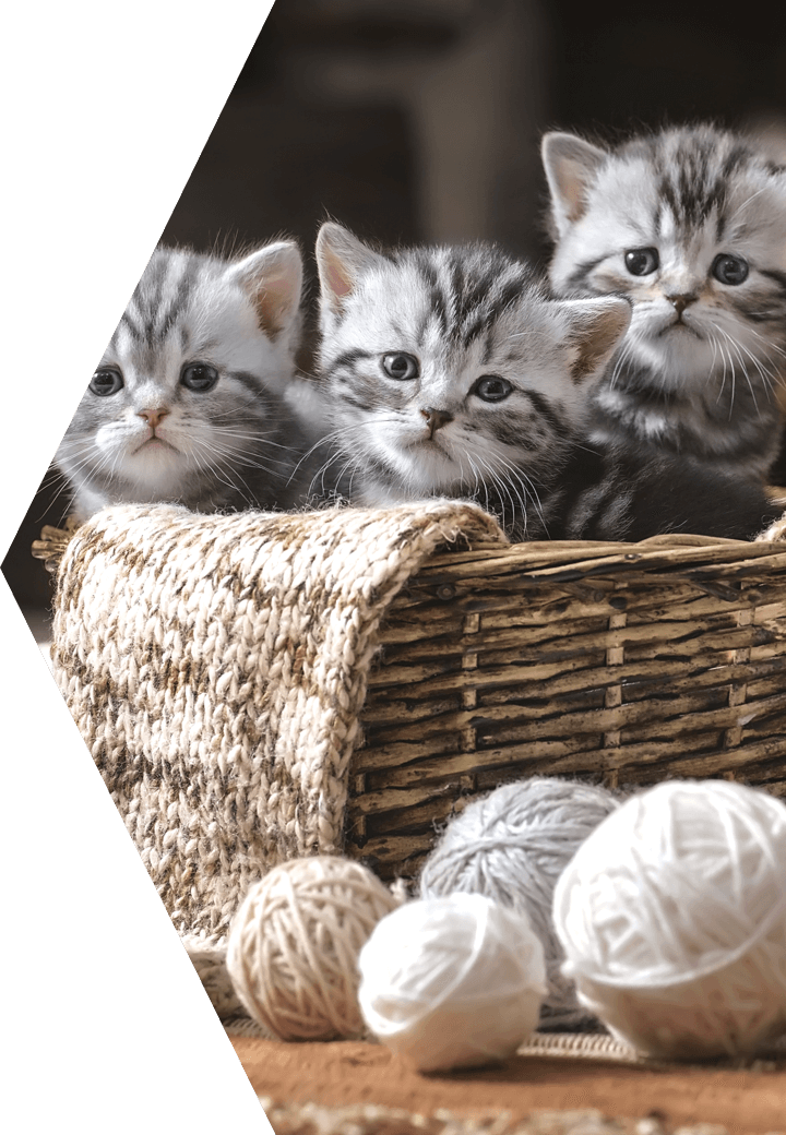 EDV gato no esterilizado gatito | Advance Affinity