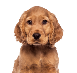 Dog food range | Advance Affinity