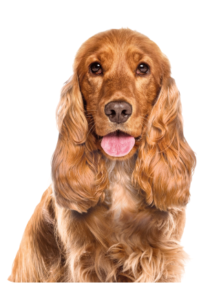 Dog food range | Advance Affinity