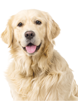 Dog food range | Advance Affinity